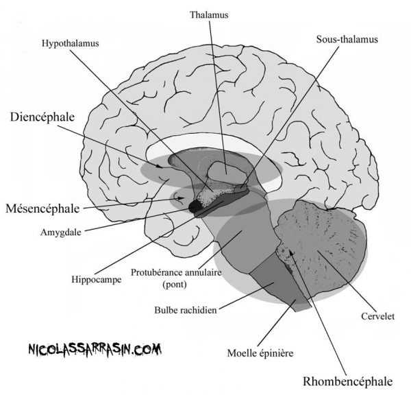 Comment notre cerveau a évolué: une introduction à ce que nous avons ...